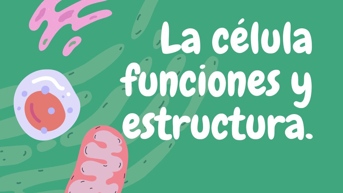 La célula funciones y estructura RD..