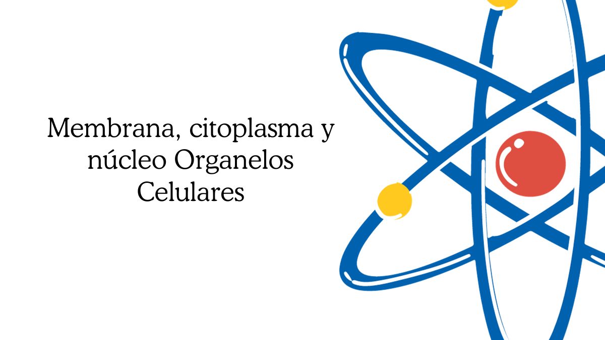 Membrana, citoplasma y núcleo Organelos Celulares RD...